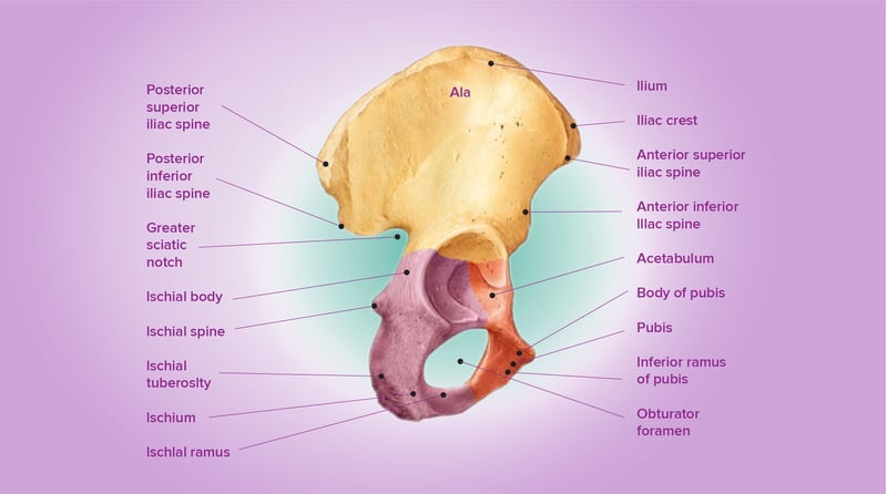 Innominate - Bio Lexicon